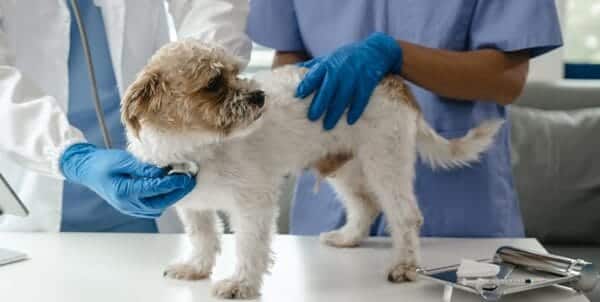 Rabies & Dogs: Comprehensive Guide to Prevention